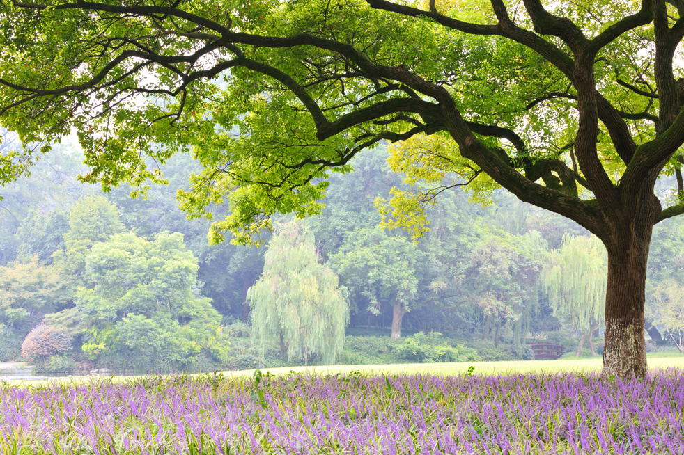 Camphor: The Versatile Wonder Ingredient You Need to Know About